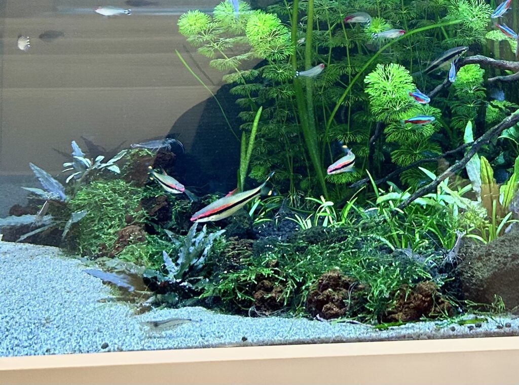 色彩変異型個体、襲来 – aqua produce SAI -彩- 【スタッフブログ】